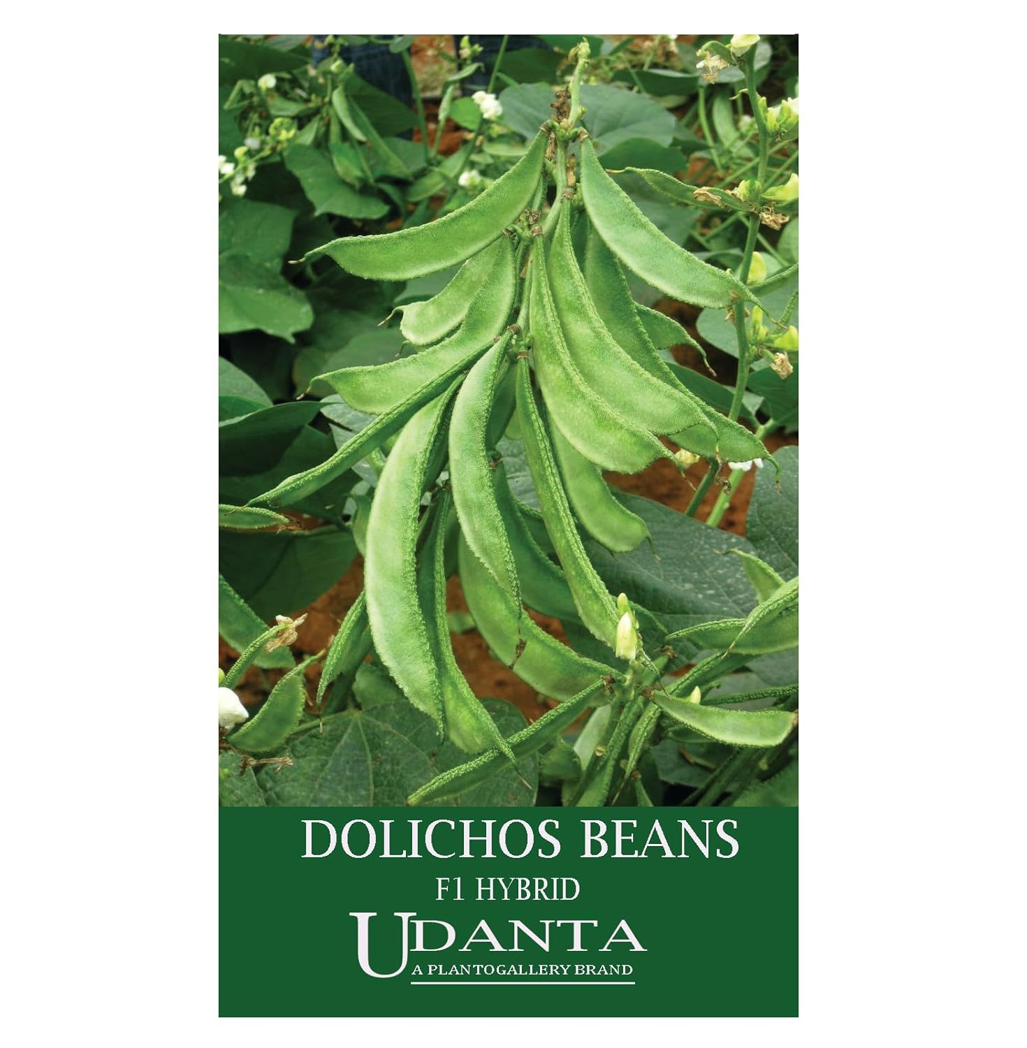 Udanta Dolichos Beans - Sem Phali Seeds For All Season - 20 Seeds Pack ...