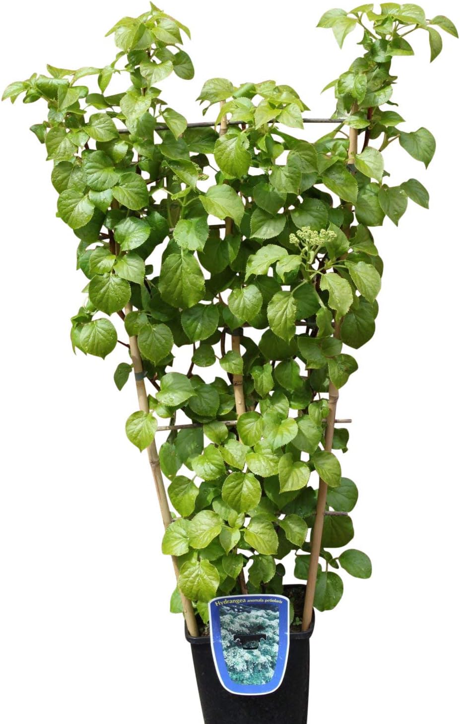 Amazon.com: Hydrangea Petiolaris Miranda -Climbing Hydrangea - Approx ...