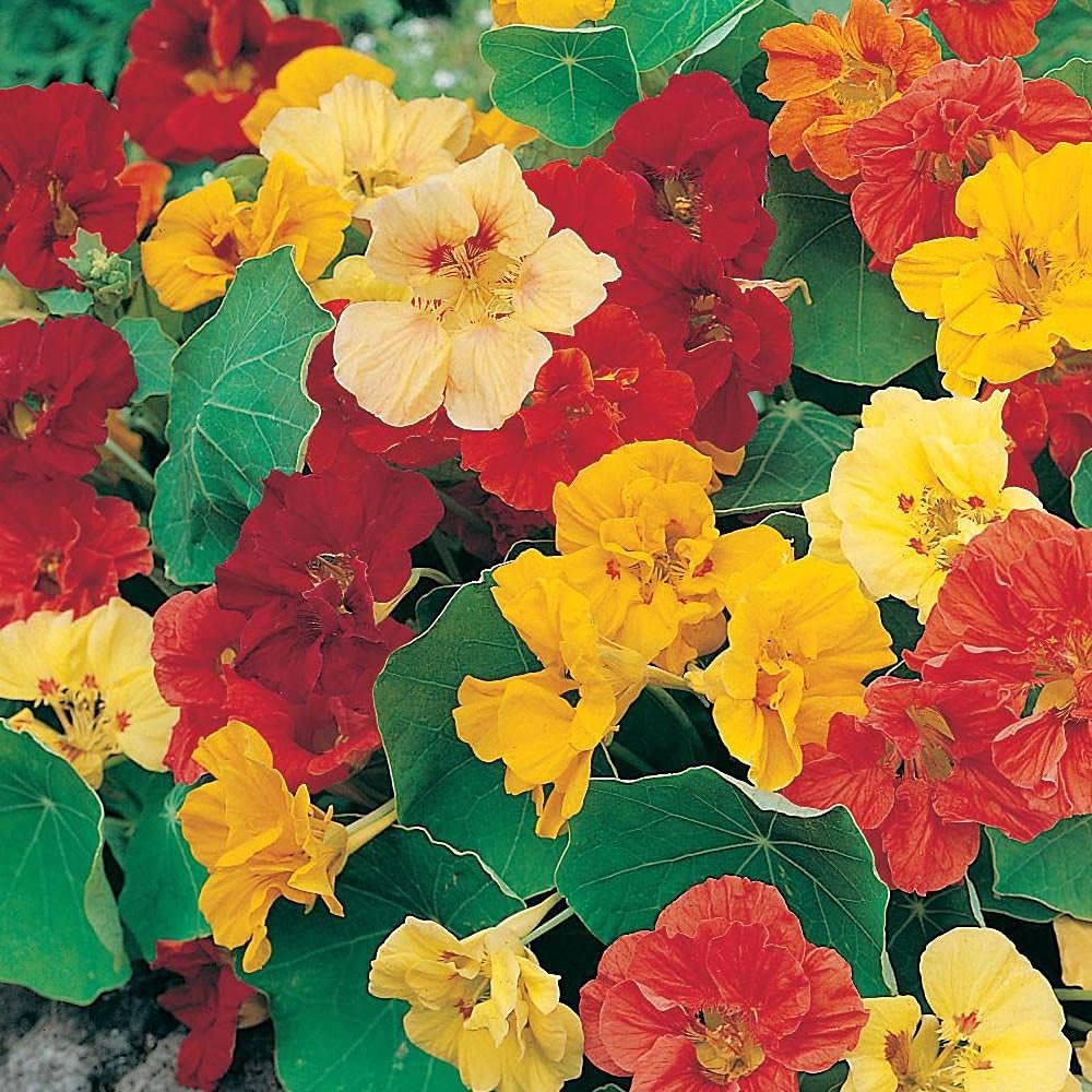 Amazon.com : Dwarf Jewel Mix Nasturtium Flower, Pack of 500 Seeds by ...