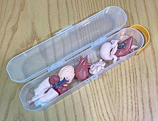 Amazon.com: 8 PCS Human Organs Toy Body Parts Figurines - 3D Mini ...