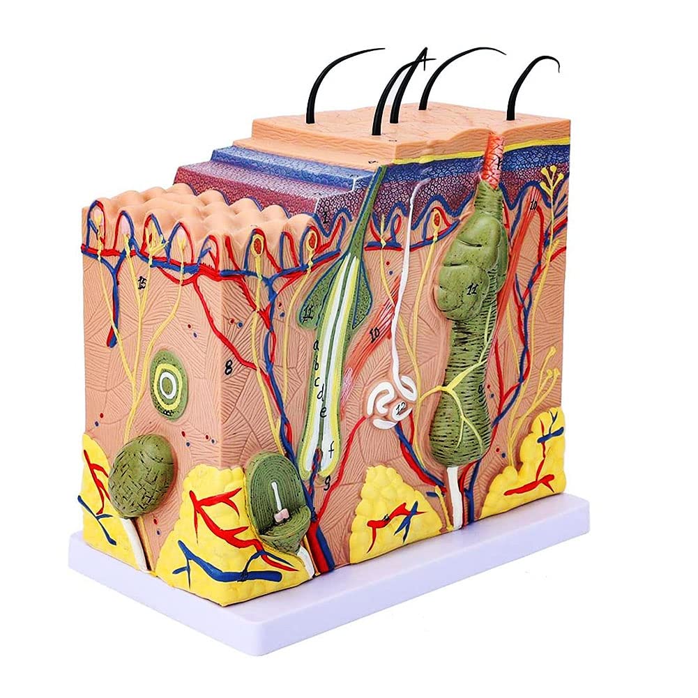 Buy YZDKJDZ Human Skin Anatomy Model, 35/50/70 Times Human Big ...