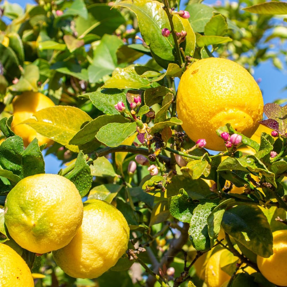 Amazon.com : Meyer Lemon Tree, Dwarf Lemon Tree Live Plant, Lemon Tree ...