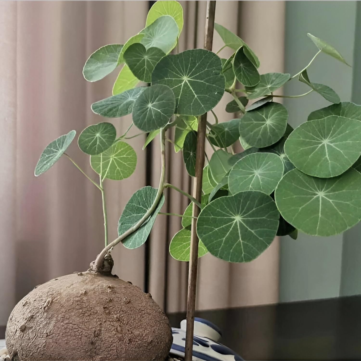 Stephania Erecta Plant Seed Live Bulb Air Purifying Indoor Plant ...