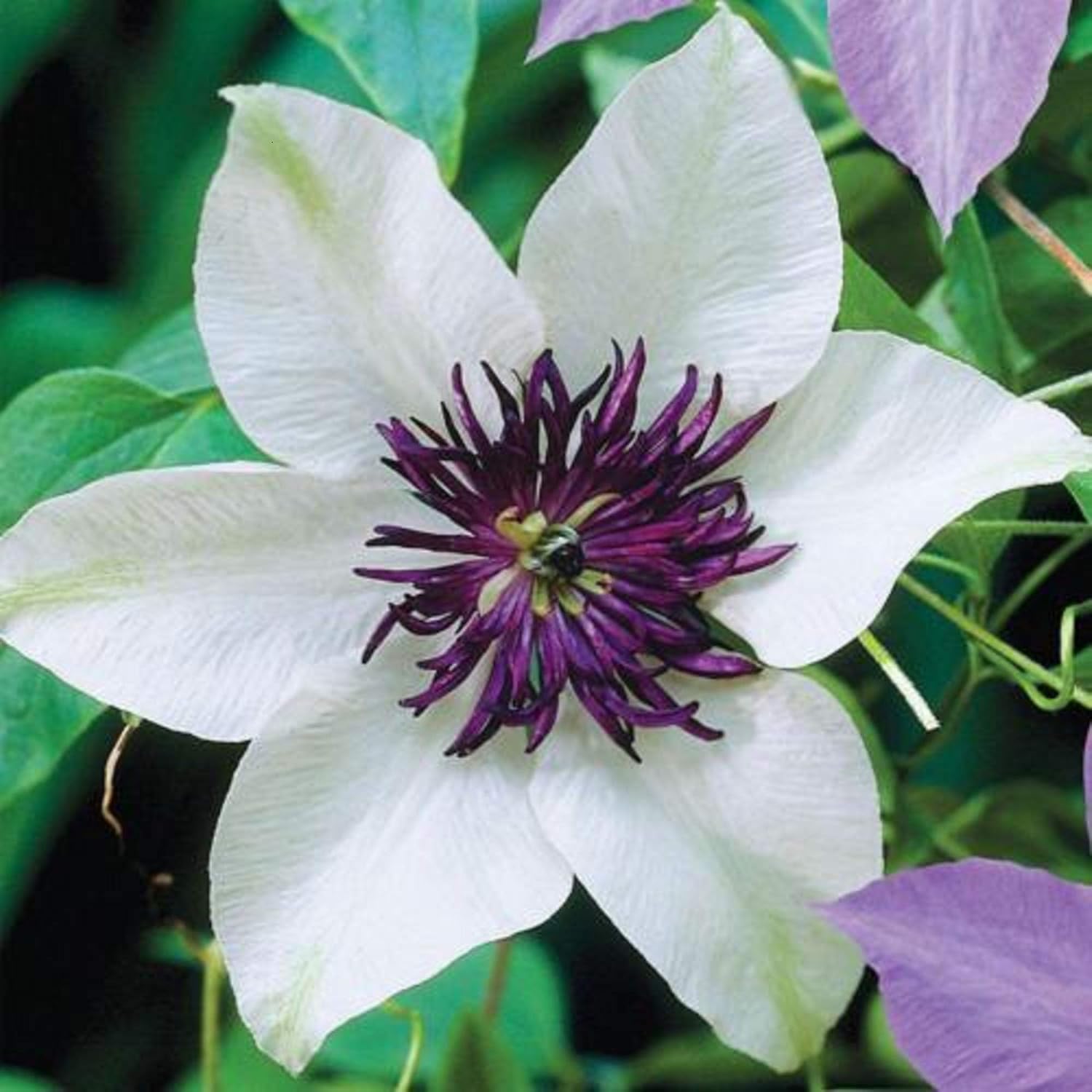 Amazon.com : 50 White and Purple Clematis Seeds Bloom Climbing ...