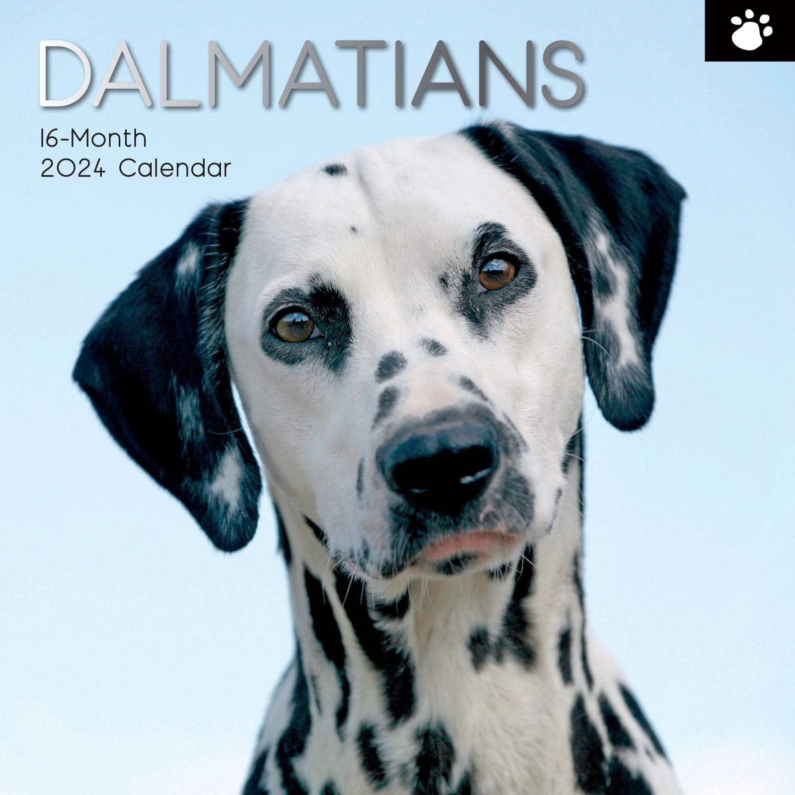 Amazon.com: 2024 Square Wall Calendar, Dalmatians, 16-Month Paw Prints ...