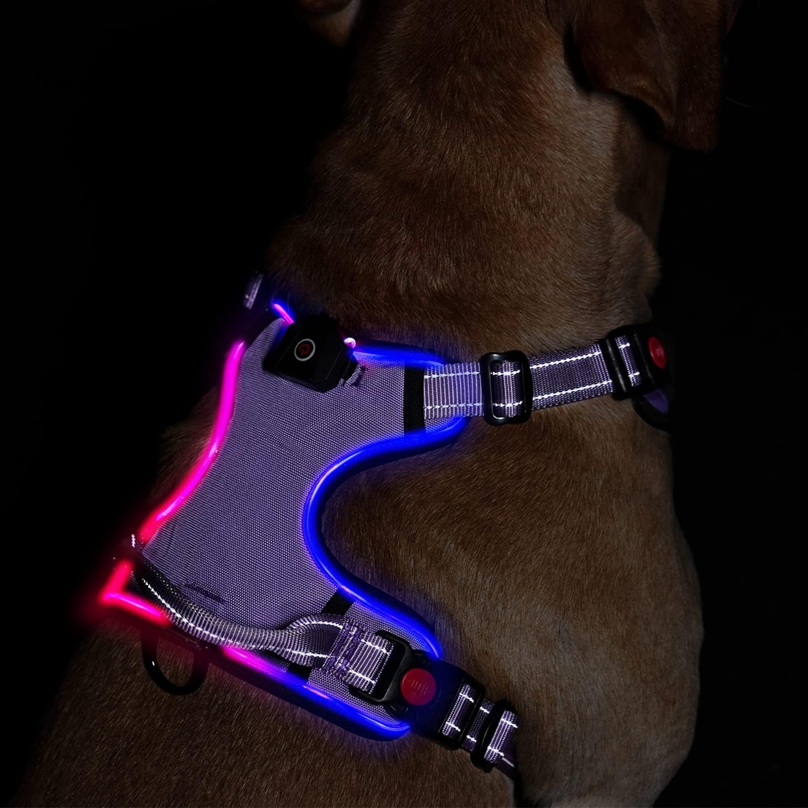 Amazon.com : LED Light Up Dog Harness: Reflective Adjustable Vest with ...