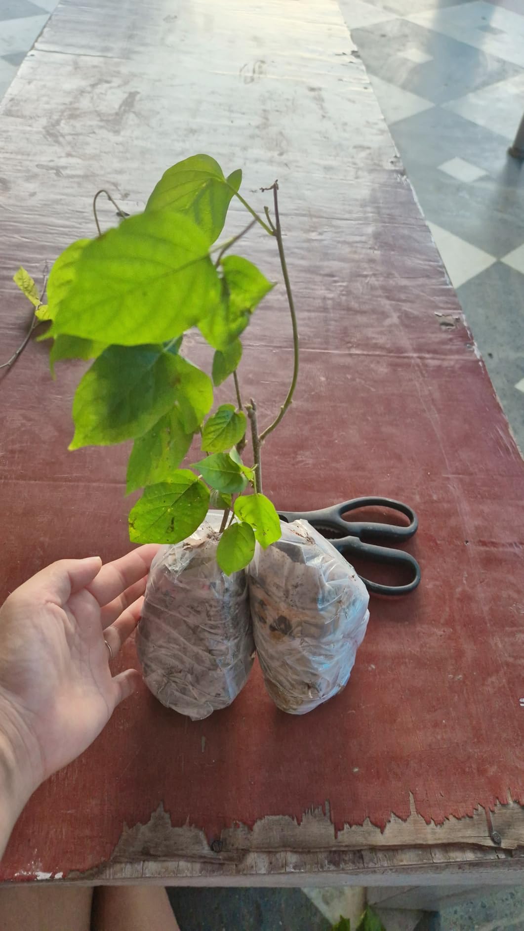 Manimulla Jasmine Live Creeper Flower Plant | Christmas Jasmine Live ...