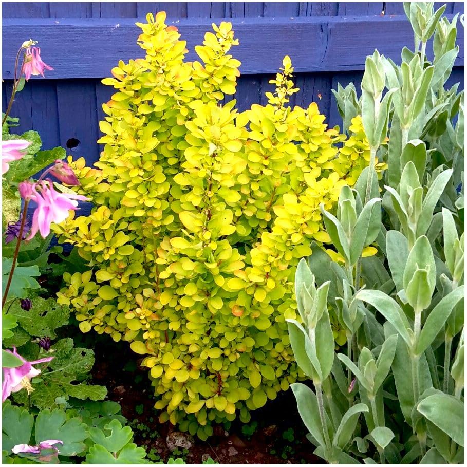 Evergreen Shrubs Japanese Barberry Golden Nugget Japanese Barberry