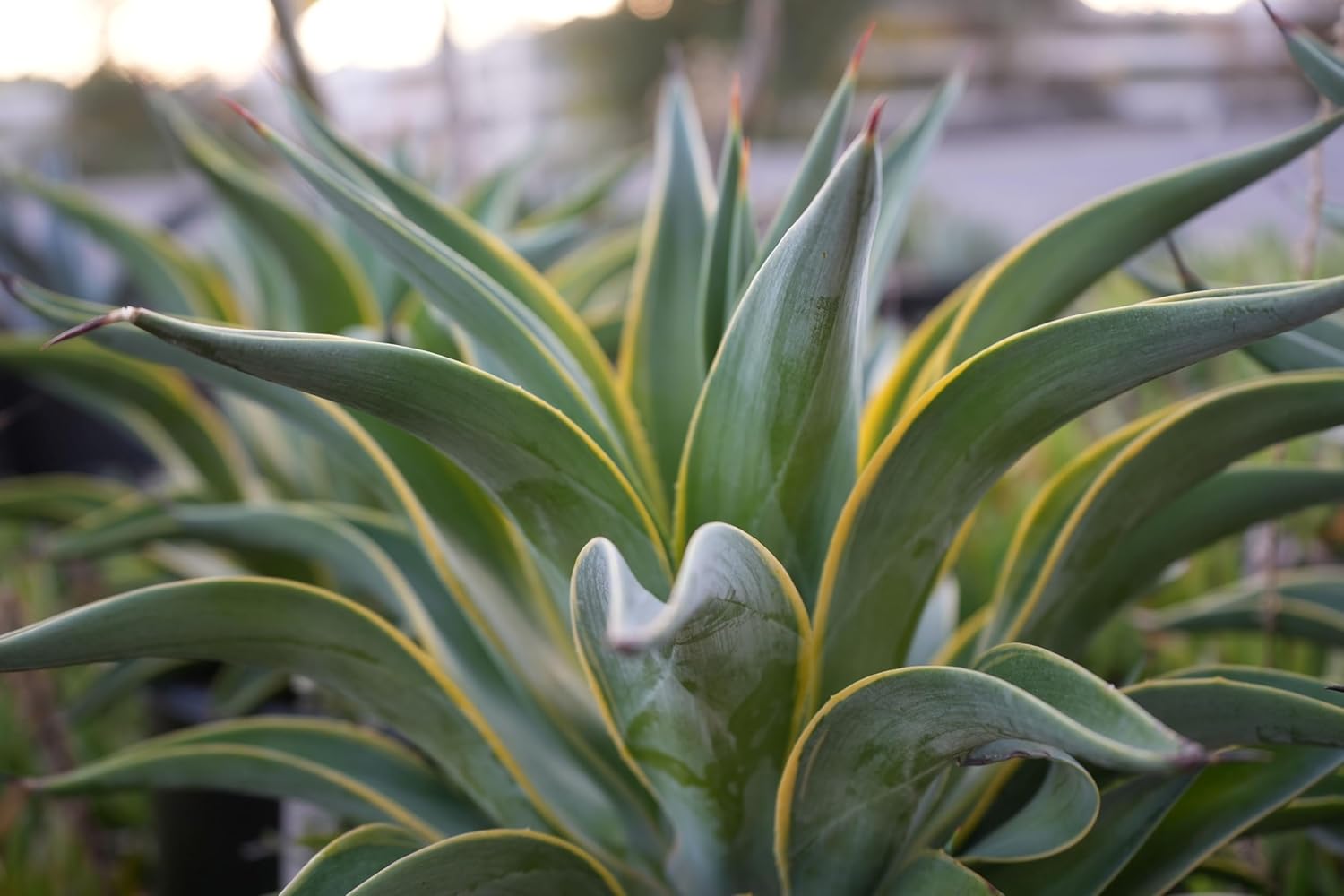 Amazon.com : Bonte Farm Agave desmettiana Plant, 3 Gallons, Shimmering ...
