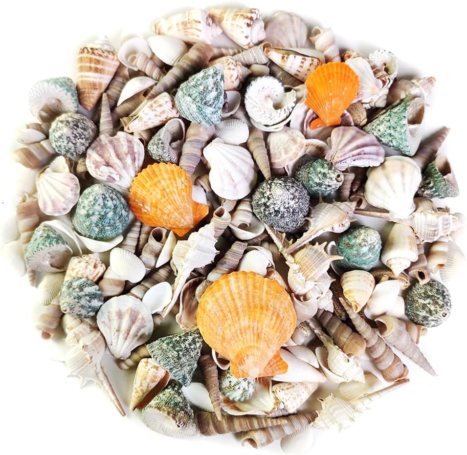 Amazon.com: Ocefeiyue Decorative Sea Shells Bulk Colorful Natural Ocean ...