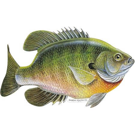 Amazon.com: Bluegill Fish panfish Vinyl Decal Set of 2 R-L Facing 5.5 ...