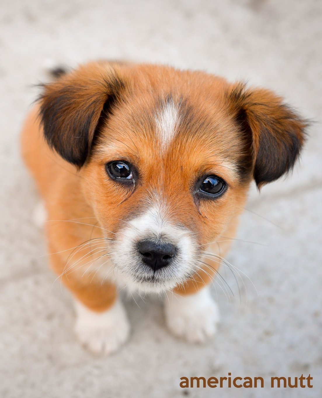 Cute Mutt Puppies Cute Dog Pictures