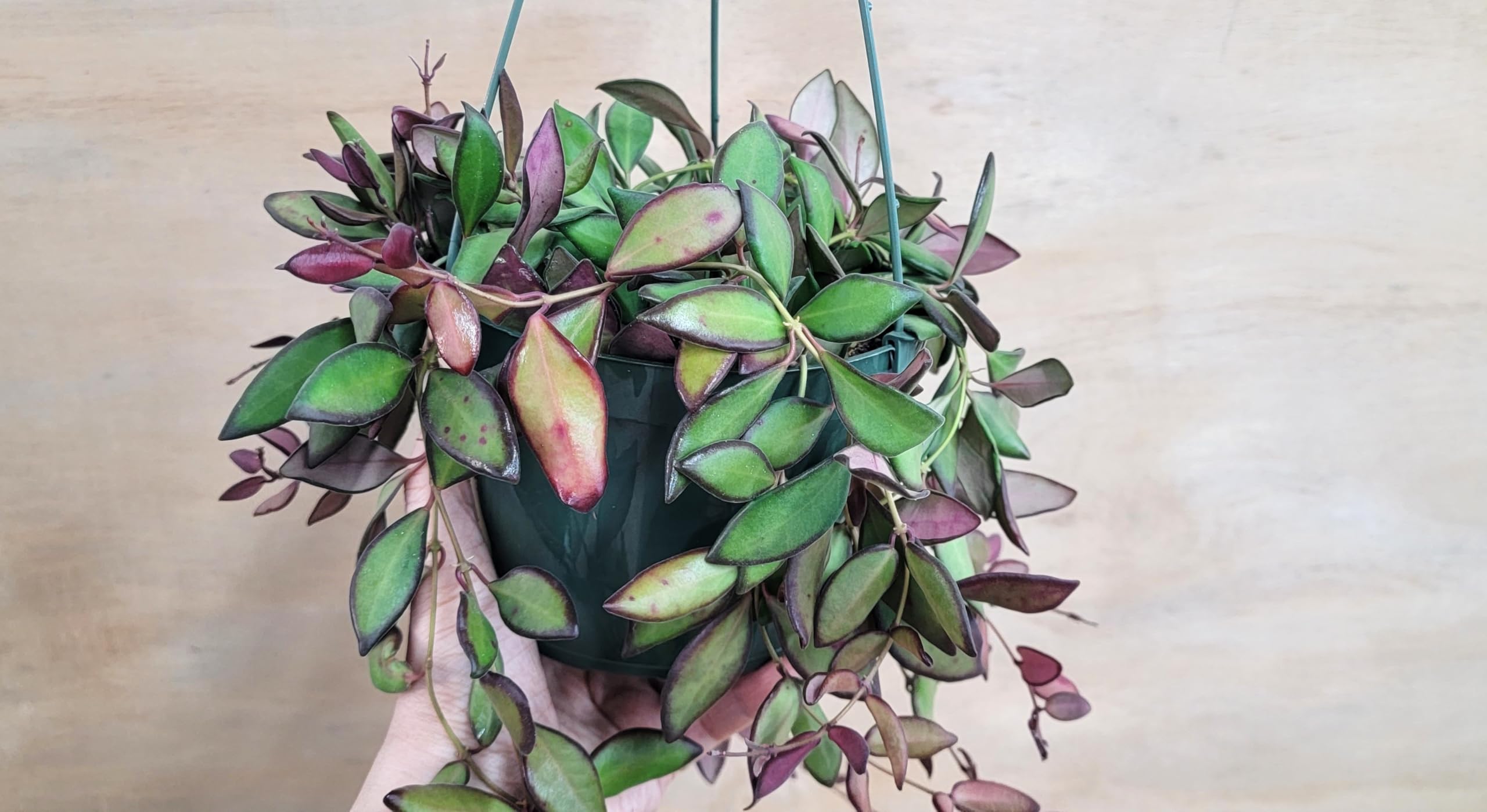 Amazon.com : Hoya Rosita - Live Rare Tropical Wax Plant, Fully Rooted ...