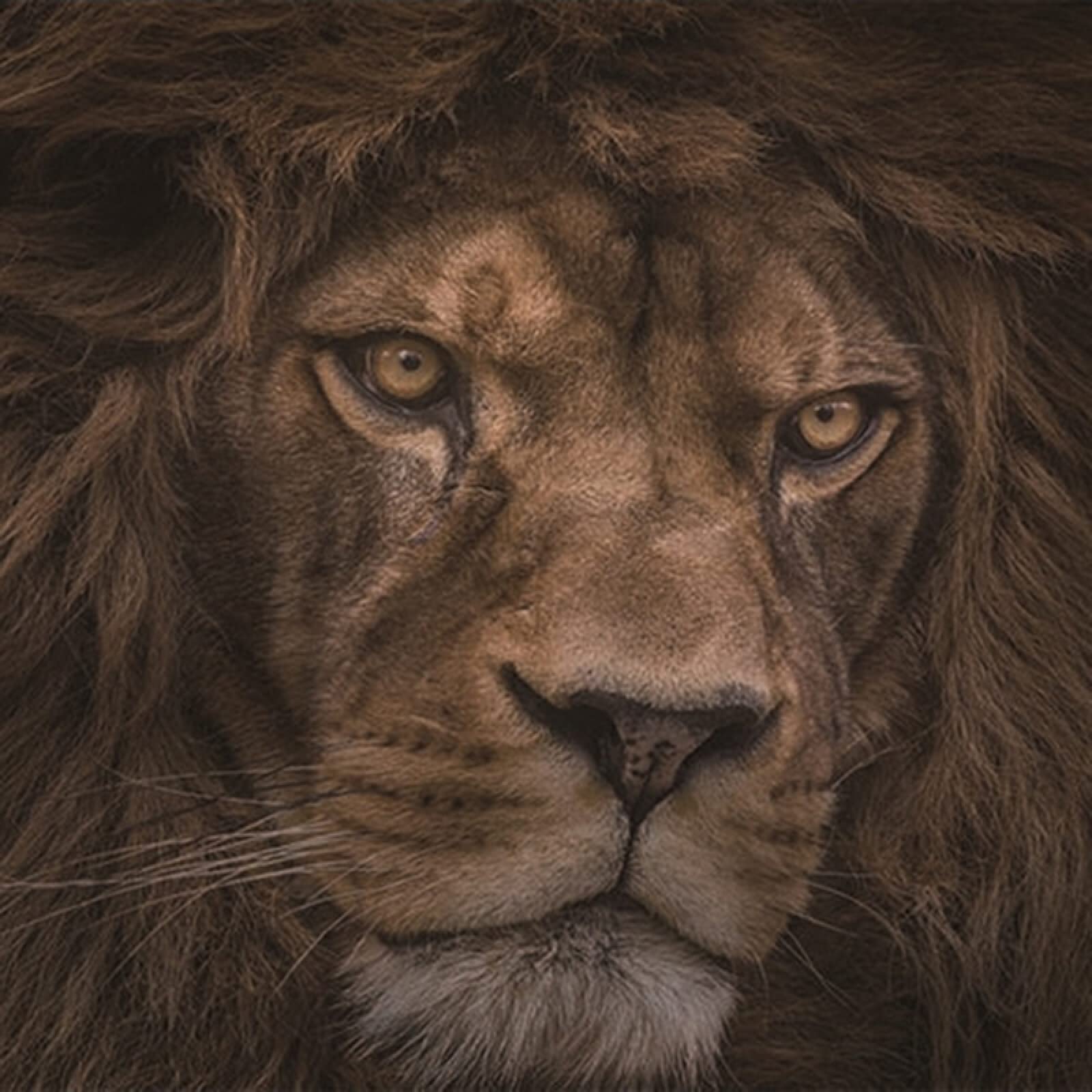 Integriteit Leeuw Poster LEGVSHSR Aangepast 3D Fotobehang Wilde Dieren