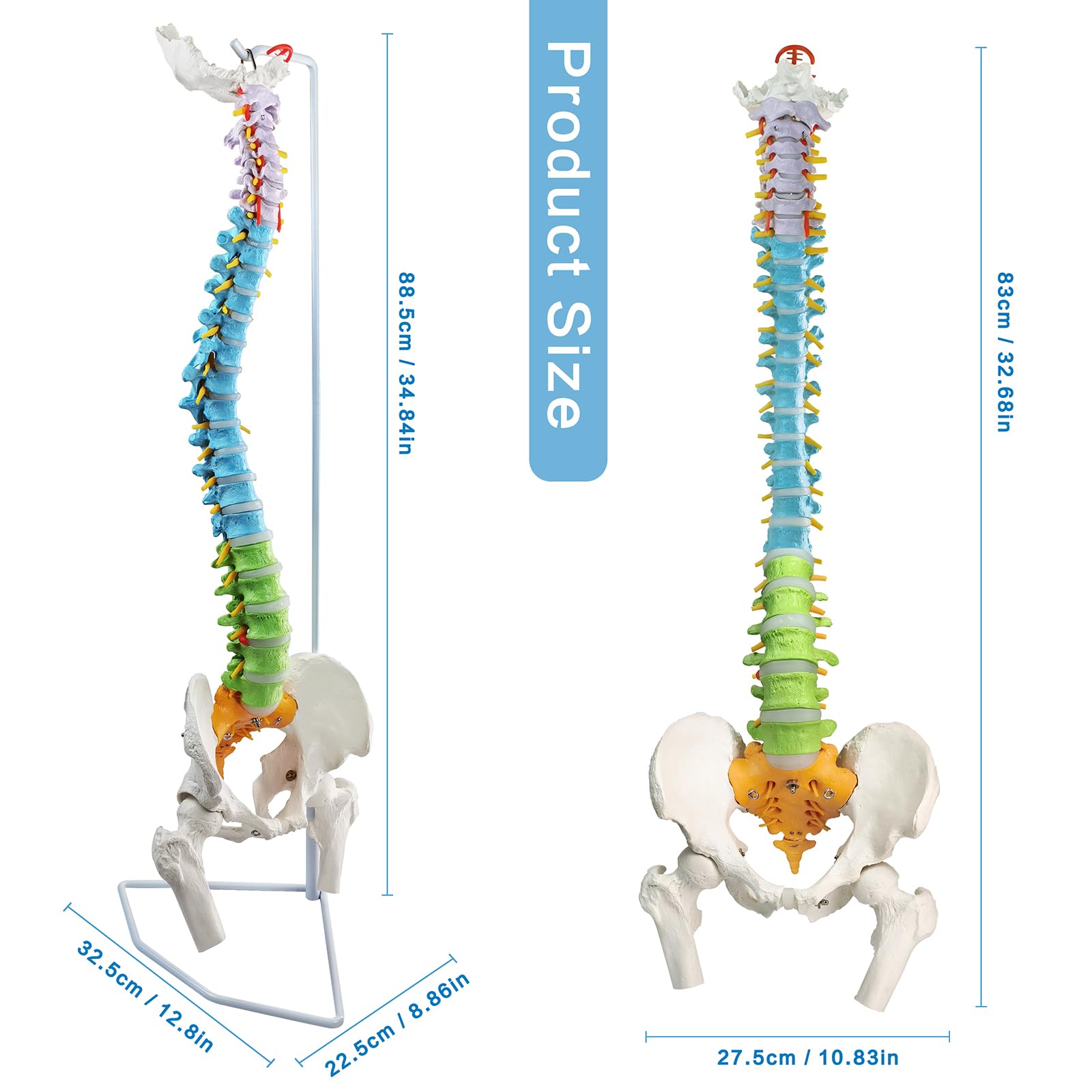 Snapklik.com : EVOTECH Flexible Colored Human Spine Model For Anatomy ...