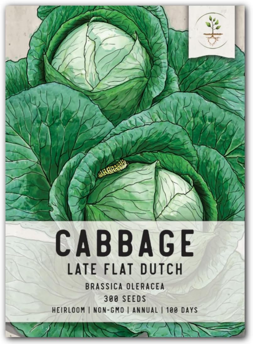 Amazon.com : Seed Needs, Late Flat Dutch Cabbage Seeds - 300 Heirloom ...