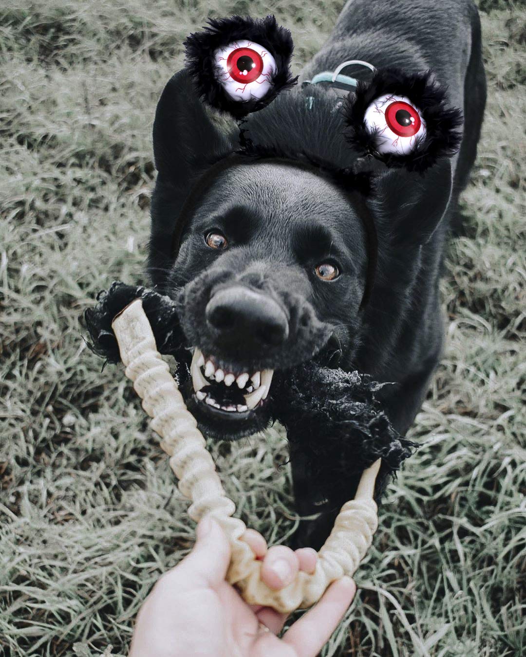 Hellhound Dog Costume