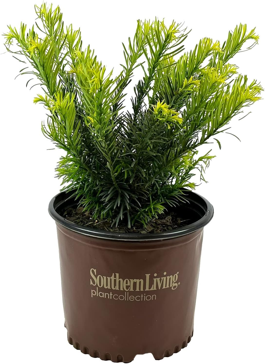 Amazon.com : Blooming & Beautiful - Yewtopia Plum Yew - 3 gal ...