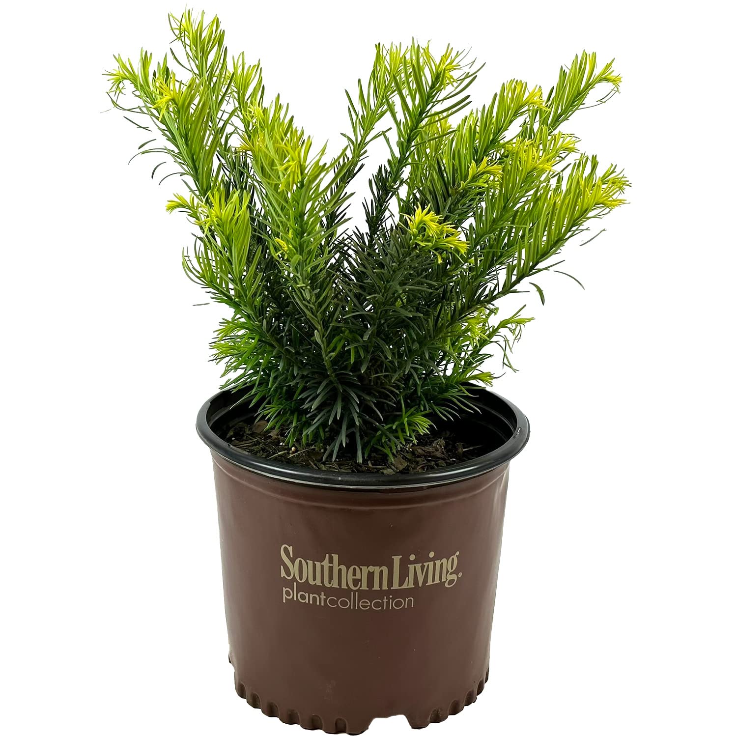 Amazon.com : Blooming & Beautiful - Yewtopia Plum Yew - 3 gal - Southern Living - Evergreen ...