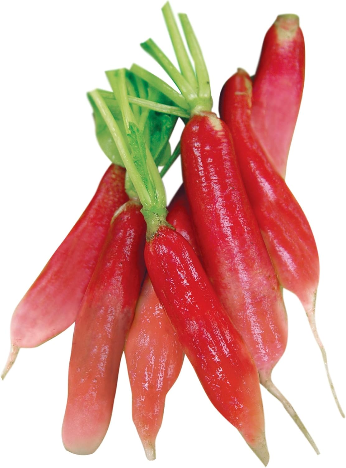 Amazon.com : Burpee China Rose Winter Organic Radish Seeds 300 seeds ...