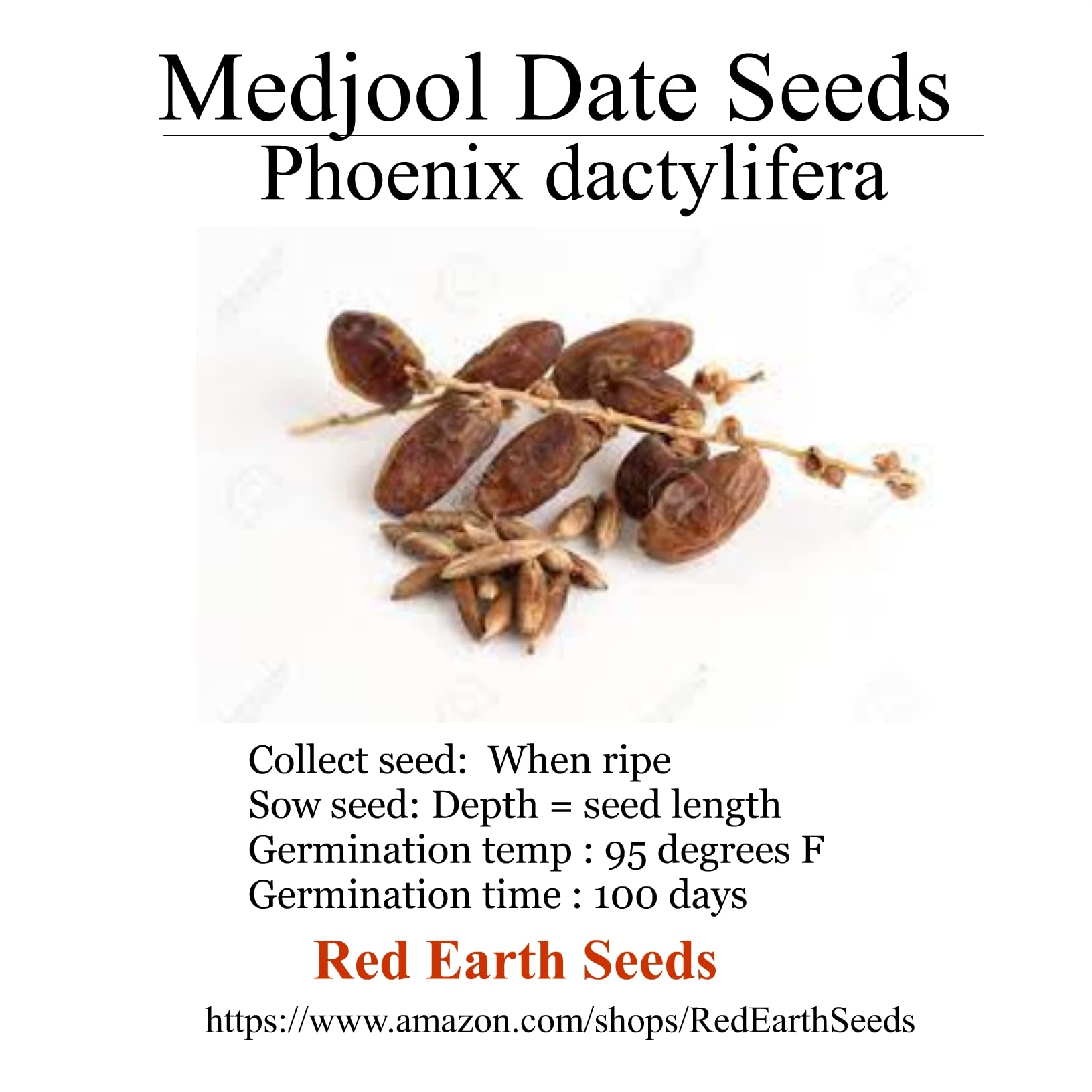 Amazon.com : Medjool Date Seeds - 5 - Phoenix dactylifera (Organically ...