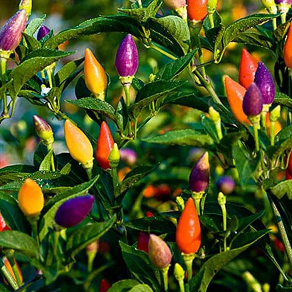 Creative Farmer Bolivian Rainbow Chilli Hot And Ornamental Pepper ...