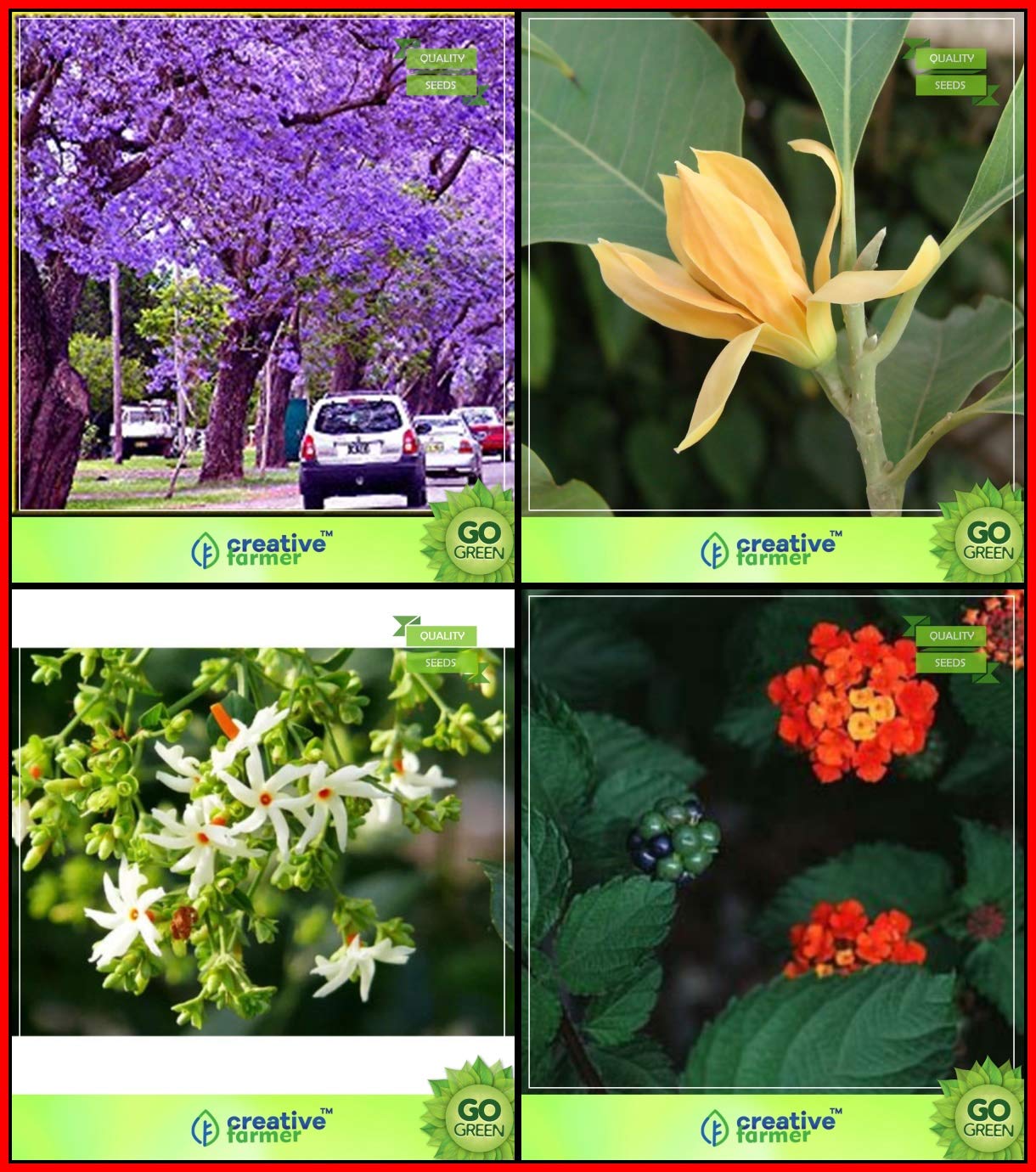 Buy Creative Farmer Summer Combo Tree : Jacaranda Mimosafolia, Champak ...