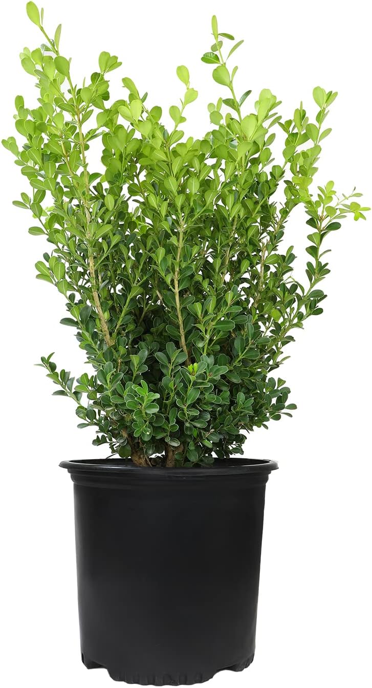 Amazon.com : Wintergreen Boxwood | 2 Large 3 Gallon Plants | Dense ...