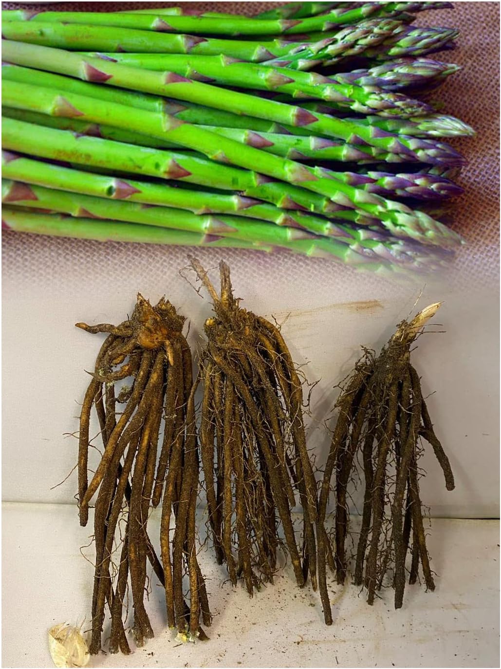 6 Asparagus Crowns Ariane Bare Root Perennial Grade 1 Commercial ...
