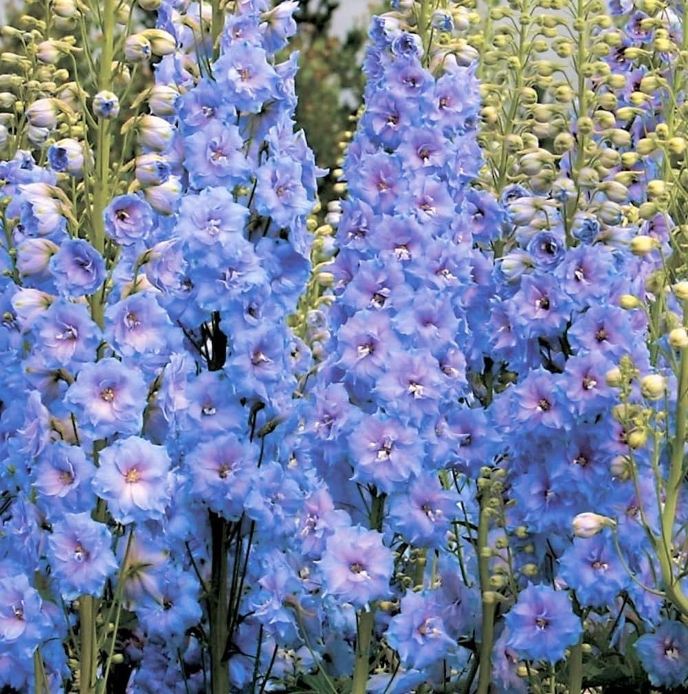Amazon.com : Blue Larkspur Seeds for Planting - 100+ Larkspur Standard ...