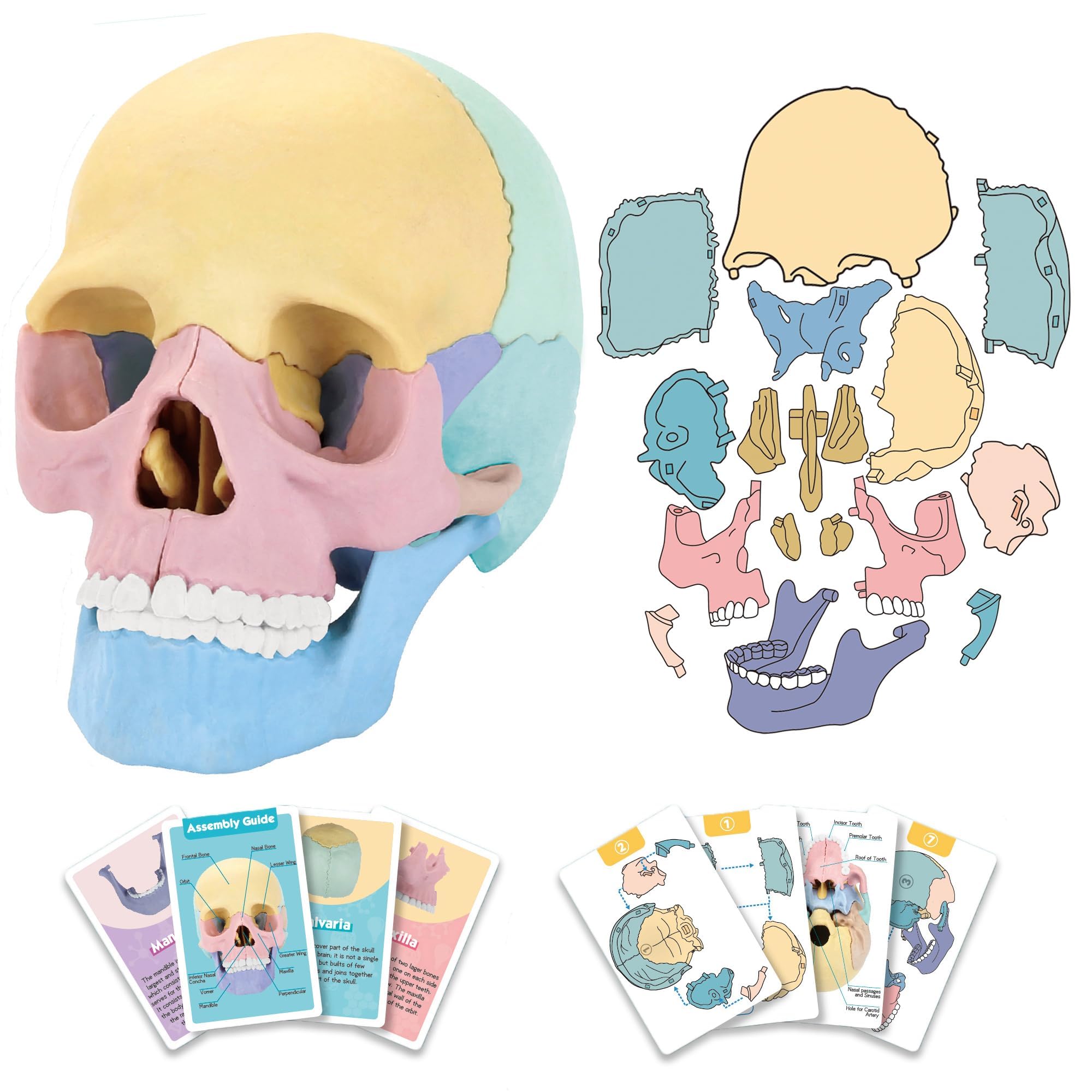 Interactive Skull Anatomy Anatomy Standard Landing Page
