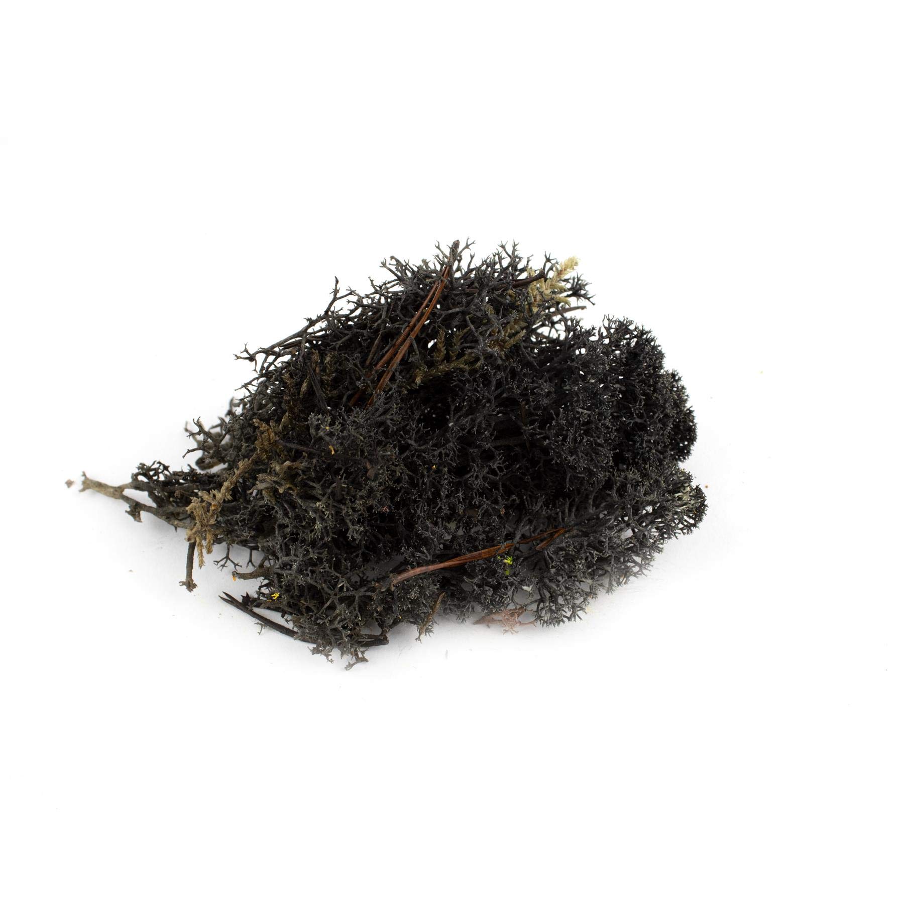 Buy War World Scenics Lichen Black Moss Model Foliage 20g – Model ...