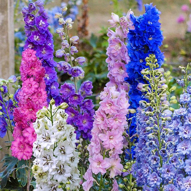 Amazon.com : Mix Delphinium Seeds for Planting - 2000 Delphinium Seeds ...