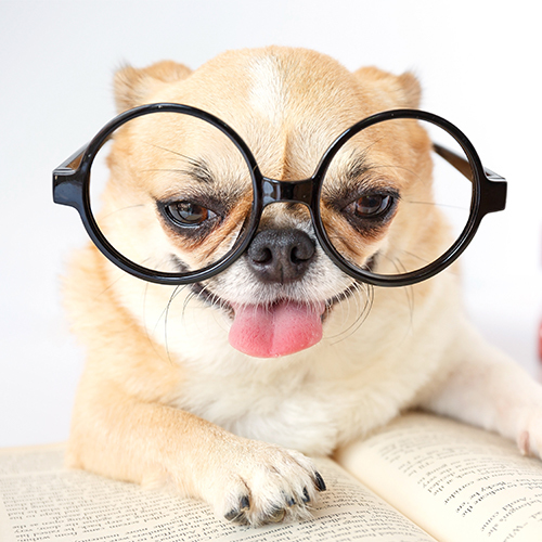 Amazon.com: Katsuva Kissu: books, biography, latest update