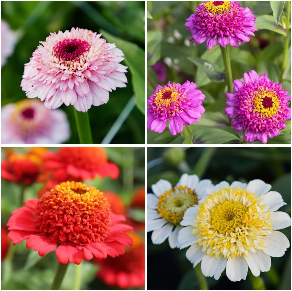 Amazon.com : 50+ Annual Zinnia Zinderella Seed for Planting Outdoor ...