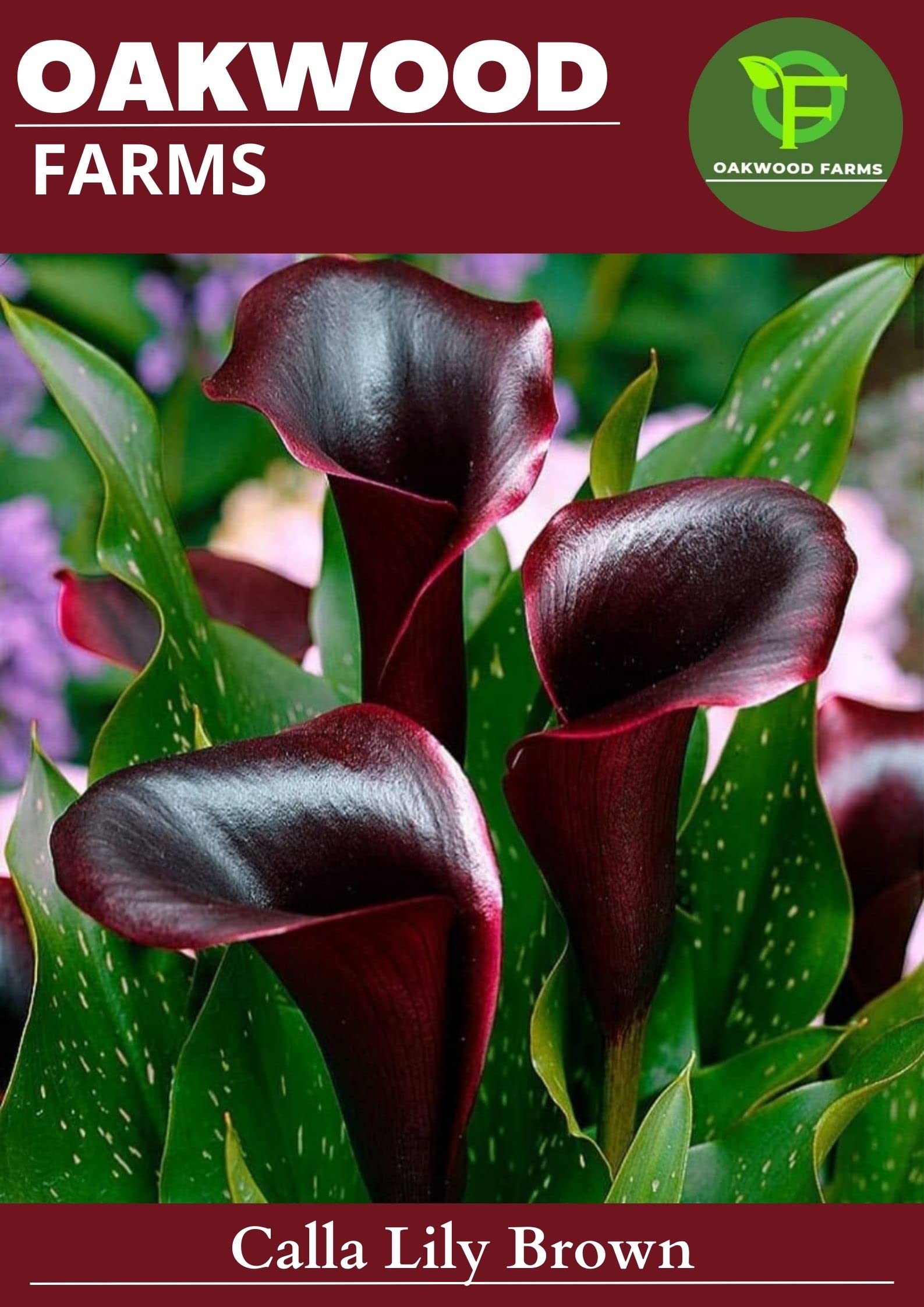 Brown Calla Lily Boho Dried Flowers Calla Lily 2 Art Print By Botanic