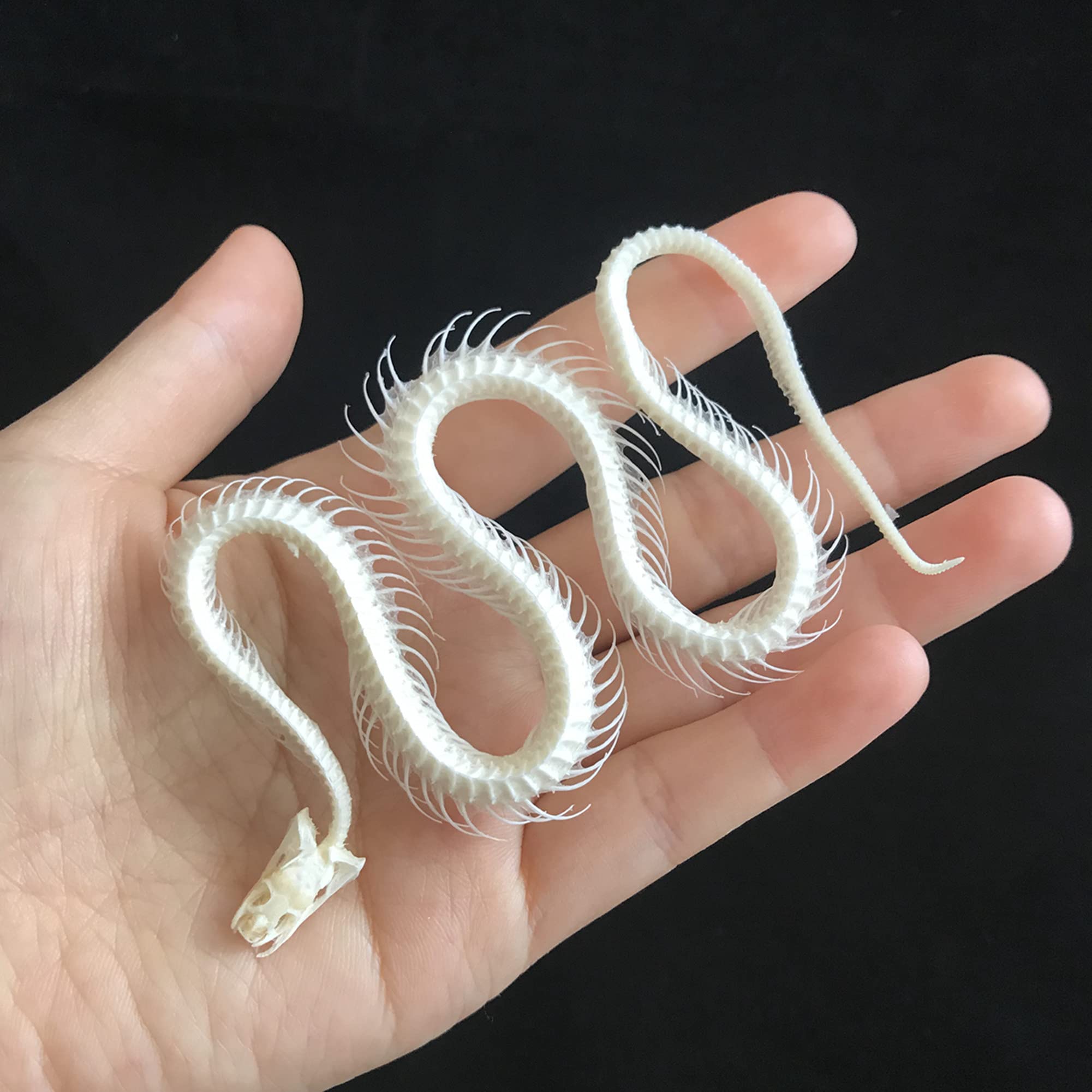 Amazon.com: Snake skeleton model Collection snake bone specimen ...