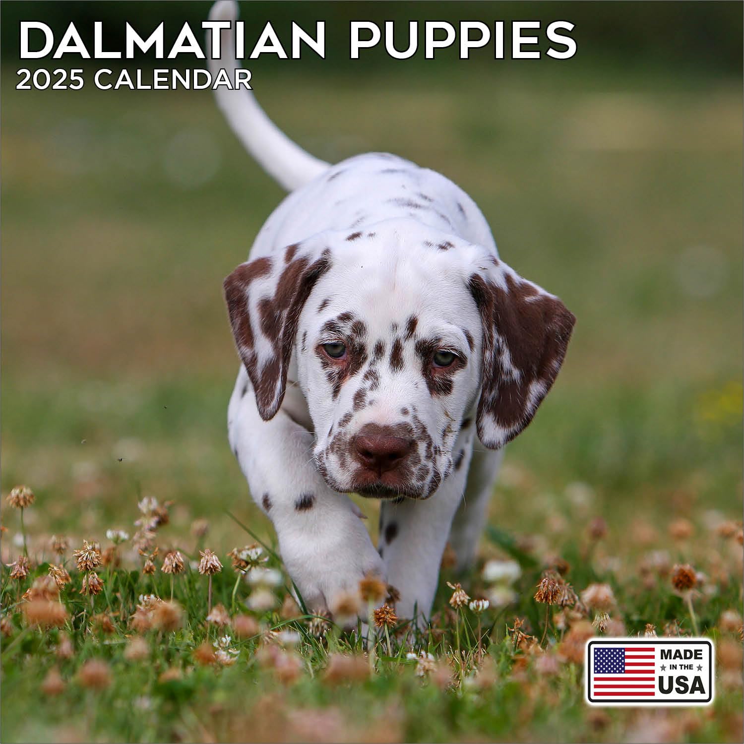 2025 Dalmatian Pups Calendar - Dog Breed Wall Calendar - 12 x 24 Open ...