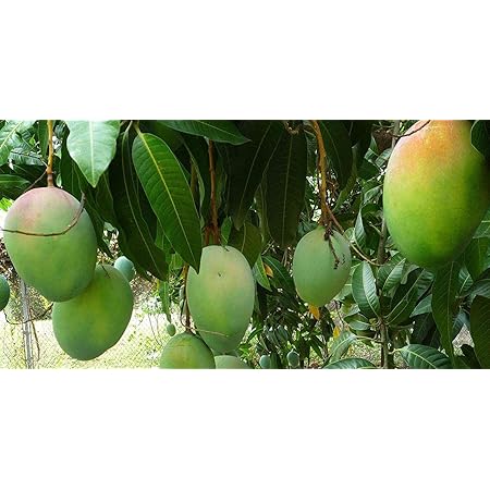 PlantaZee All Season Gardens Exotic Hybrid Rare Dwarf Malgova Mango ...