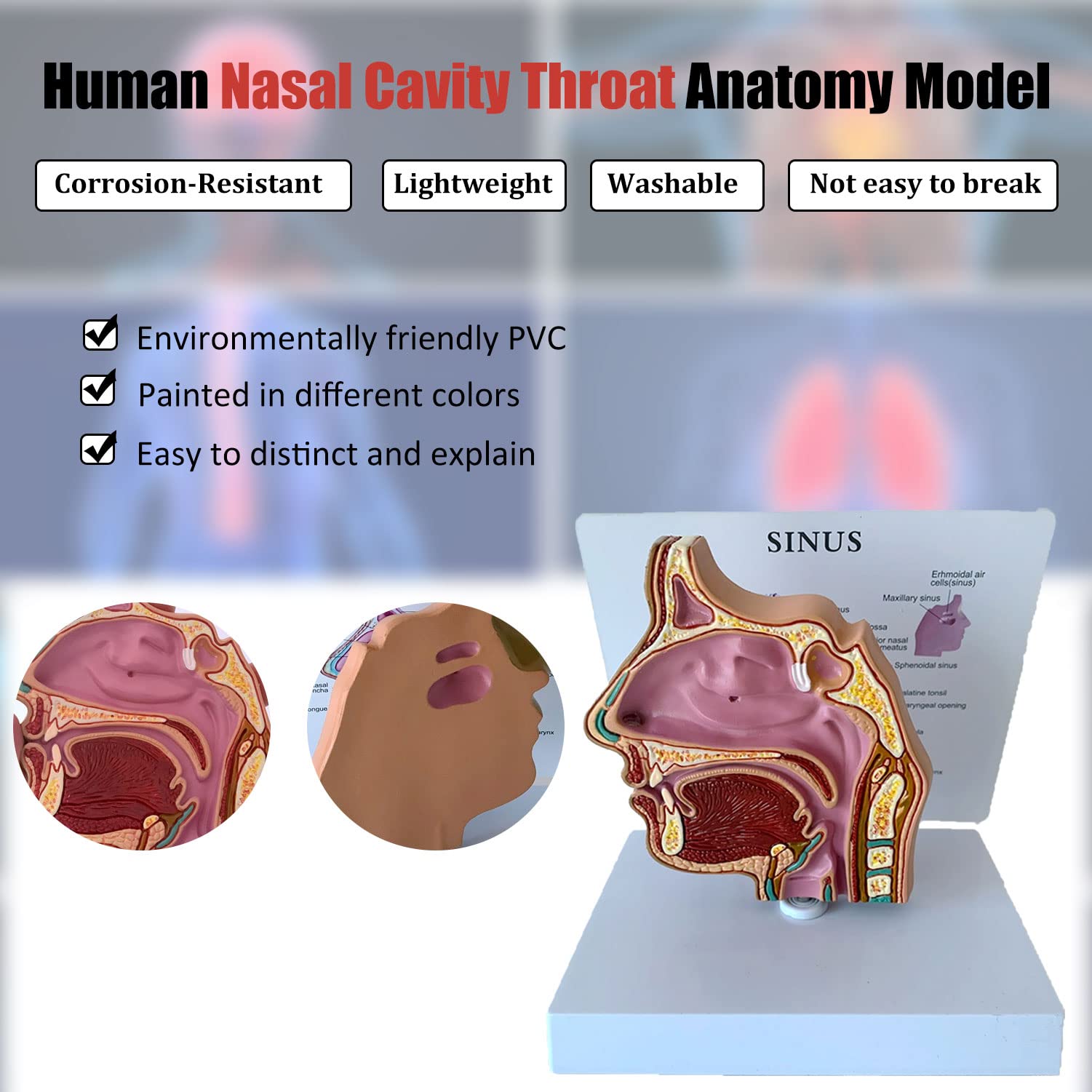 Inside Nasal Cavity 2,200+ Nasal Cavity Stock Photos, Pictures