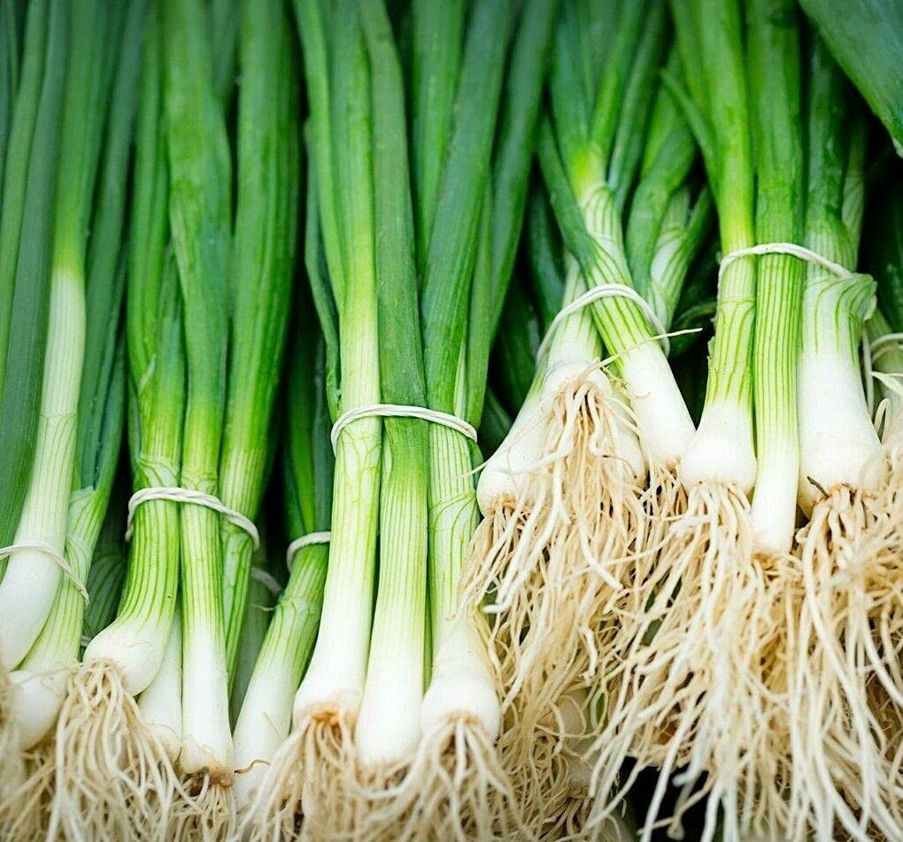Buy Onion Tondo Musona - Allium cepa 'Tonda Musona' Vegetable , Also ...