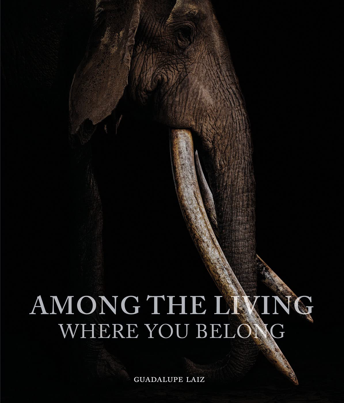 Amazon.com: Among the Living: Where You Belong: 9781864709650: Laiz ...