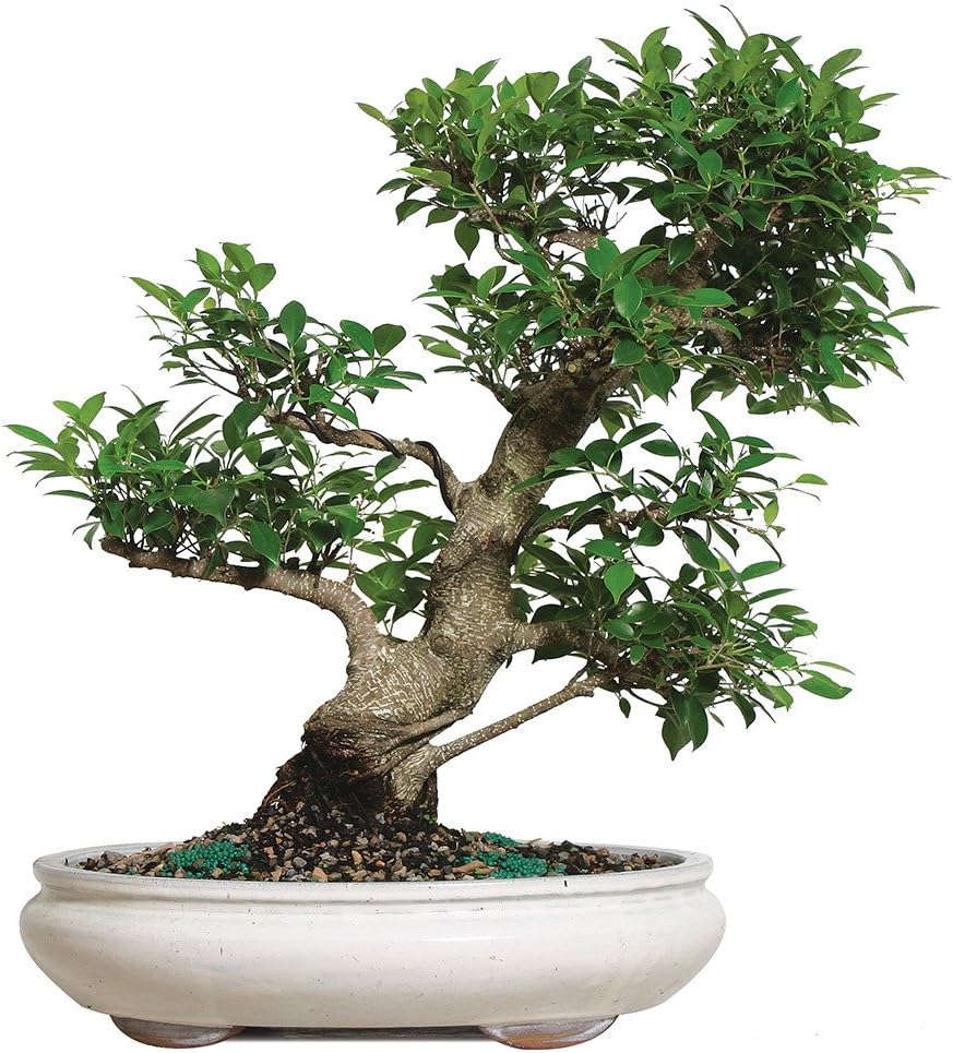 Amazon.com: Brussel's Live Golden Gate Ficus Specimen Indoor Bonsai ...