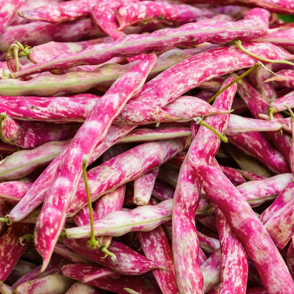 Amazon.com : TomorrowSeeds - Pink Cranberry Bean (Taylor) Seeds - 20 ...