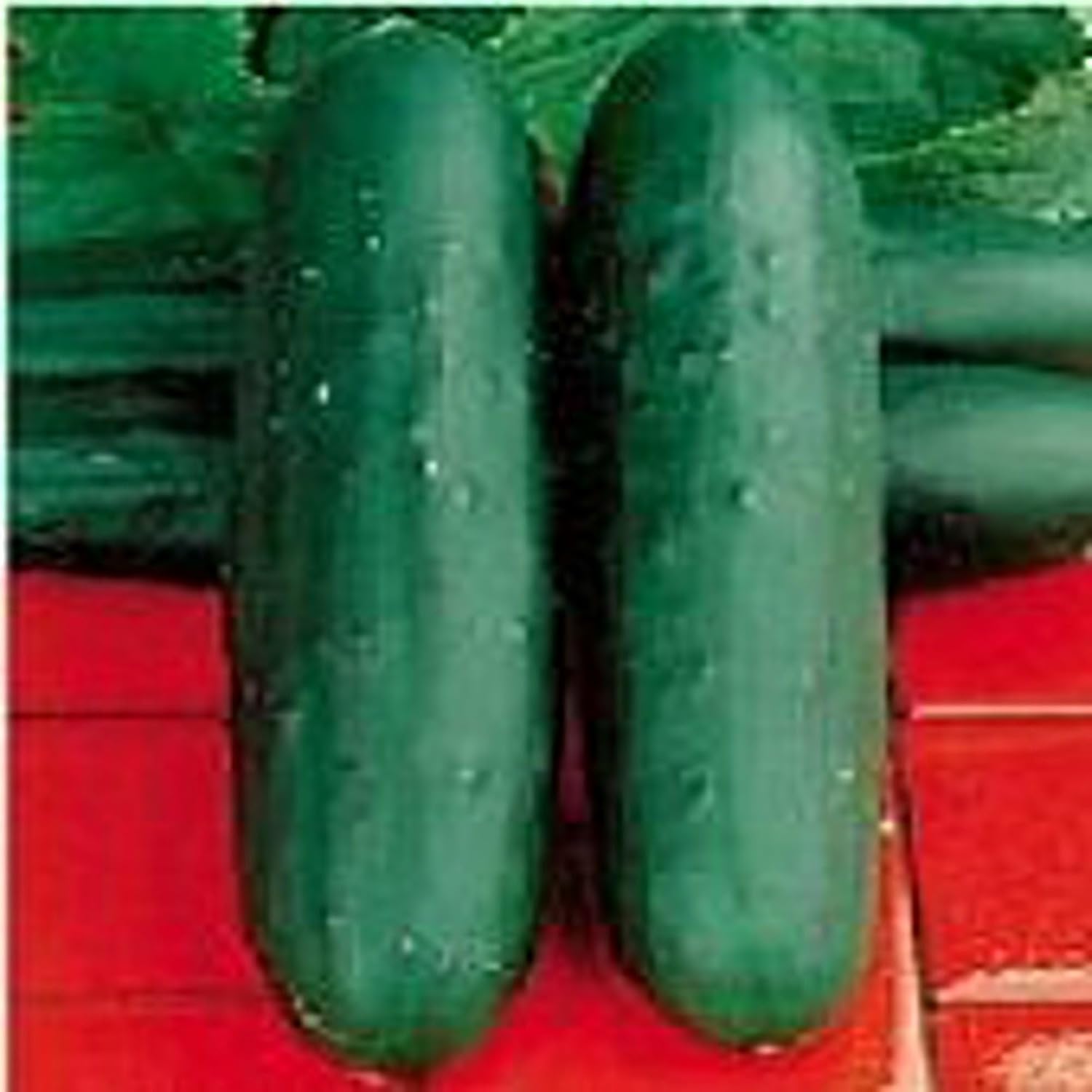 Amazon.com : Dasher II Cucumbers Seeds (40 Seeds) Seeds for Planting ...