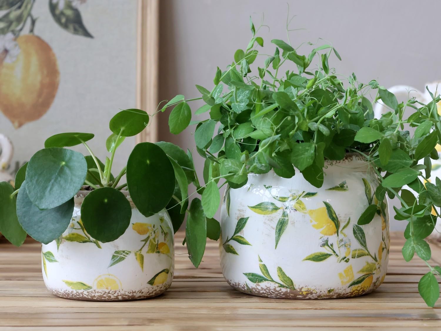 Lemon Pattern Plant Pot with Lip 2 Sizes, White Plant Pots, Succulent ...
