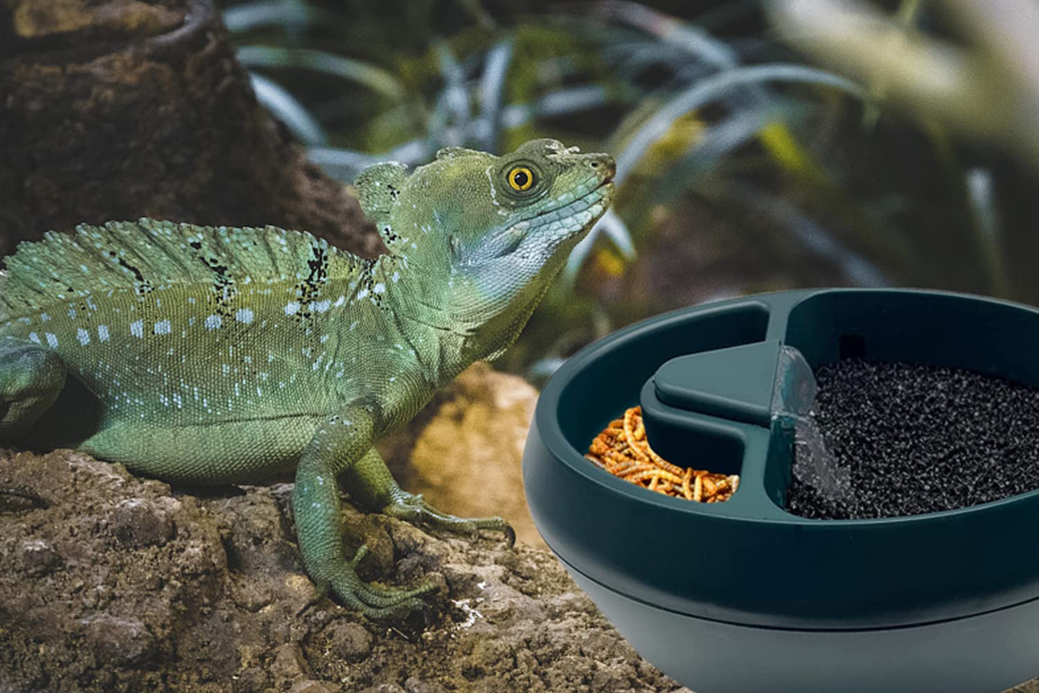 Chameleon Air Waterfall Water Providing Water For Chameleons