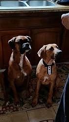 Rhodesian Ridgeback (Comprehensive Owner's Guide): Ann Chamberlain ...