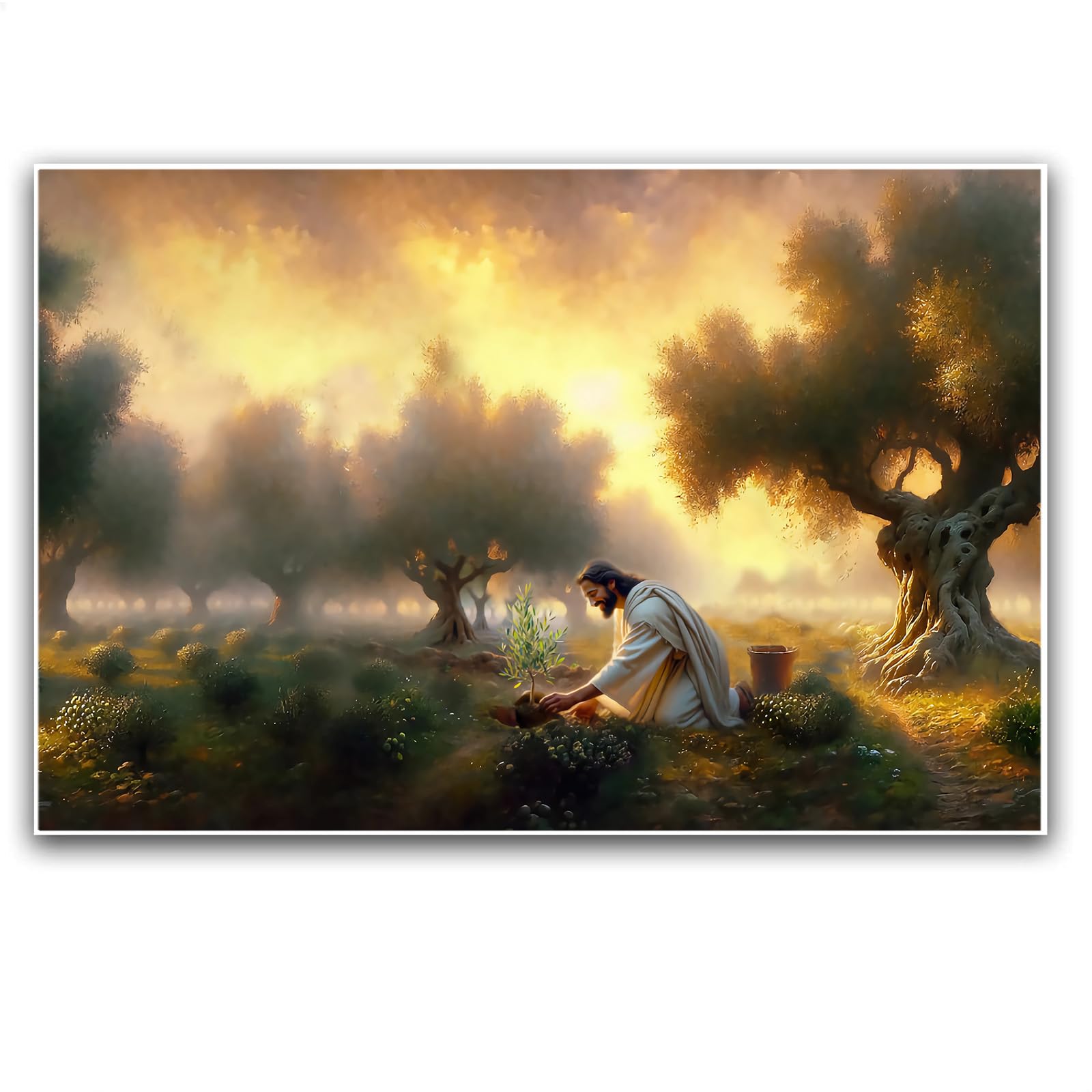 Jesus Olive Tree