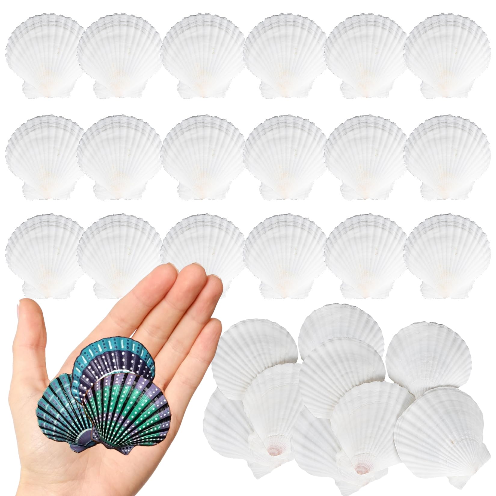 Amazon.com: MAQIHAN 25 PCS White Scallop Shells for Crafts - 2-3 Inch ...